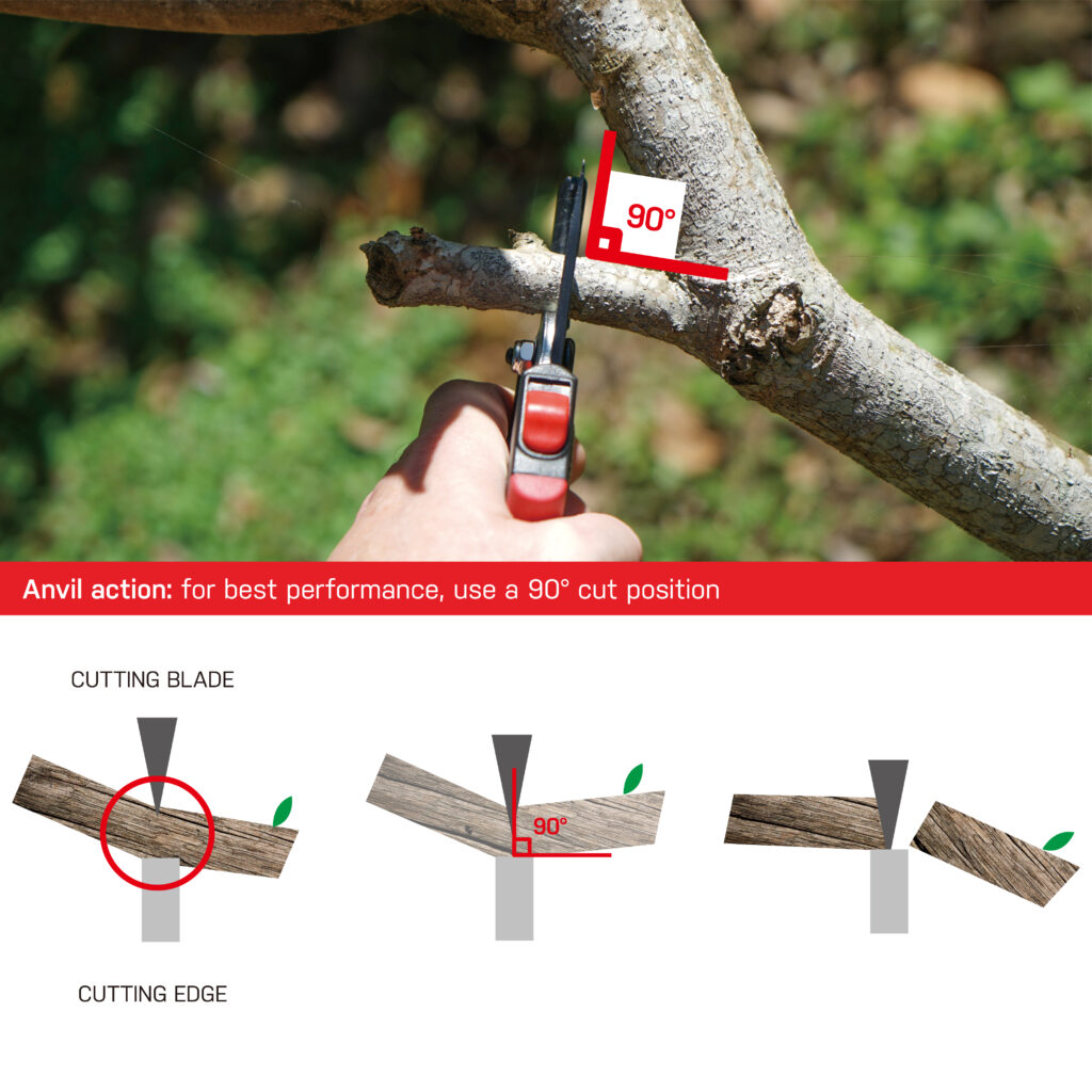 3 Quick Pruning Tips for a Beautiful Garden - Eden Garden