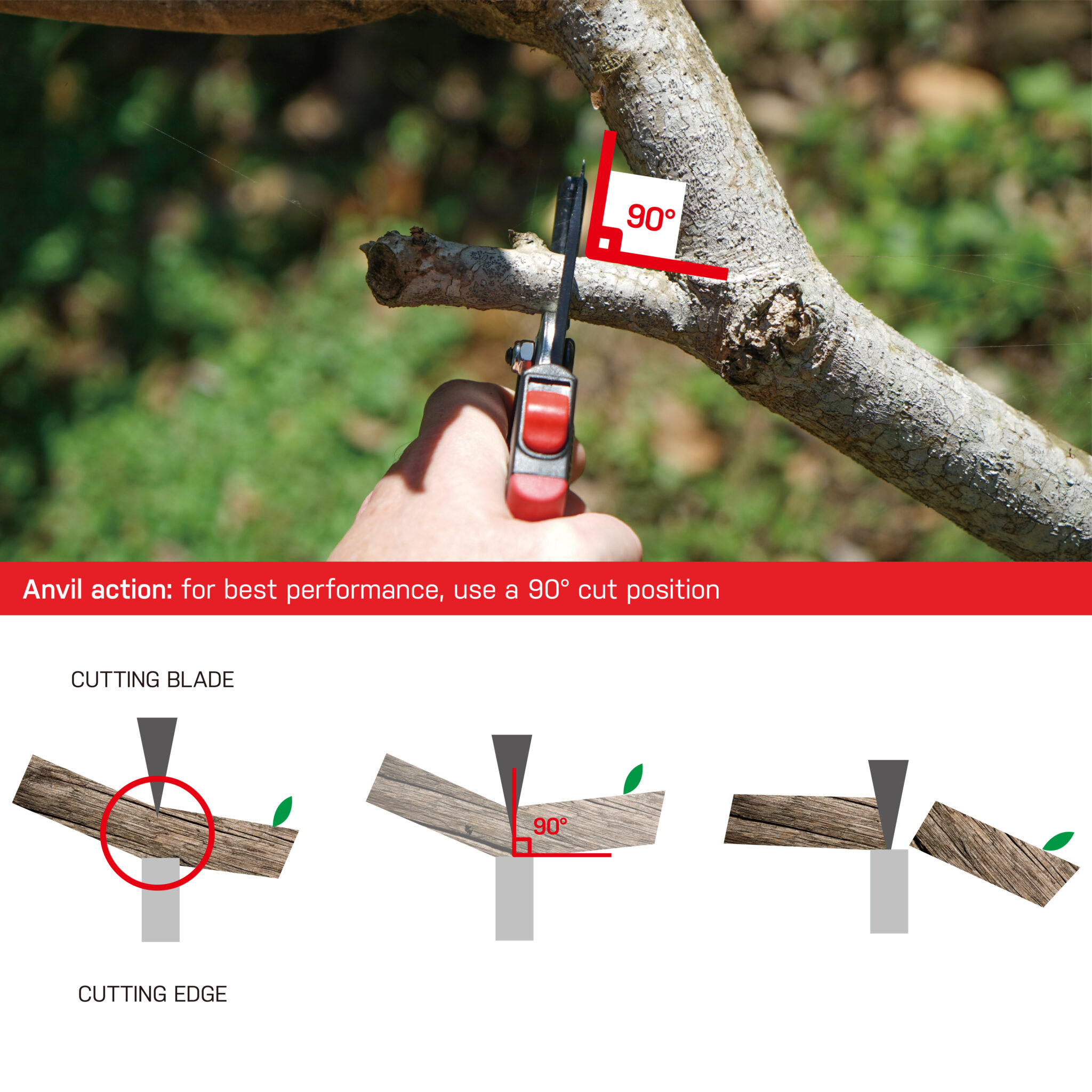 3 Quick Pruning Tips for a Beautiful Garden - Eden Garden
